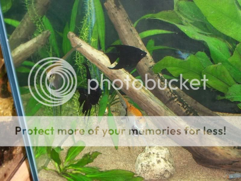 75 Gallon Angelfish Tank | AquariaCentral.com