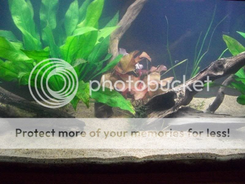 75 Gallon Angelfish Tank | AquariaCentral.com