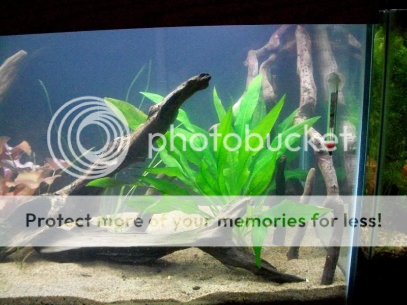 75 Gallon Angelfish Tank | AquariaCentral.com