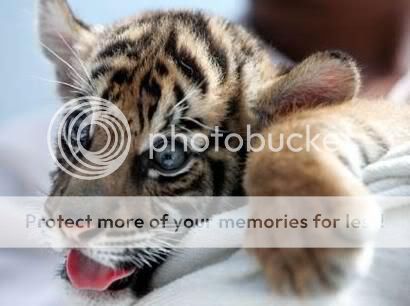 AWWWWW Look At The Baby!!!