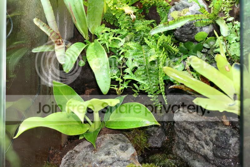 New viv, a la Vivarium Works | Dendroboard