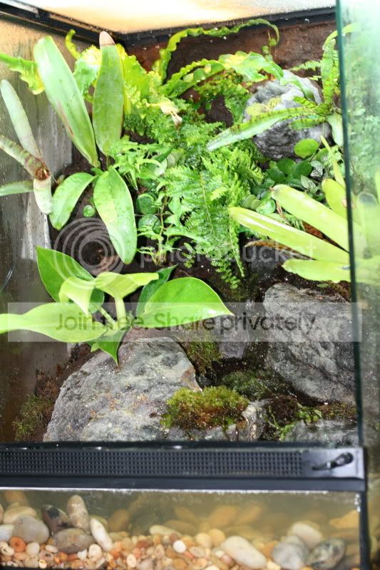 New viv, a la Vivarium Works | Dendroboard