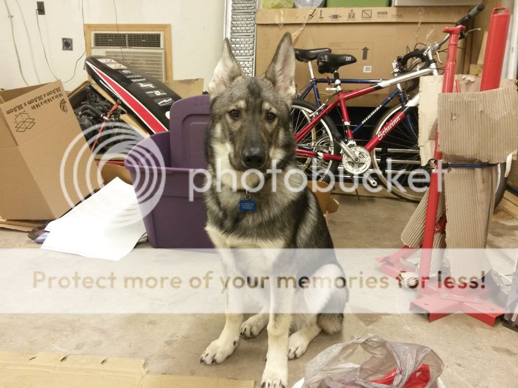 Jax | German Shepherds Forum