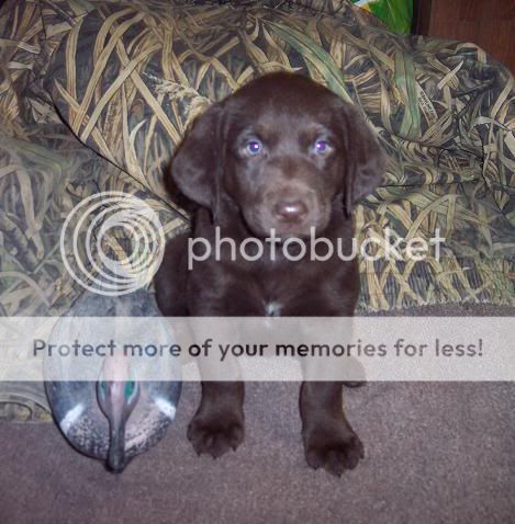 Chesador pups - HuntingNet.com Forums