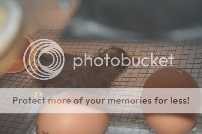 Genectics of Golden cuckoo marans | Page 2 | BackYard Chickens - Learn ...