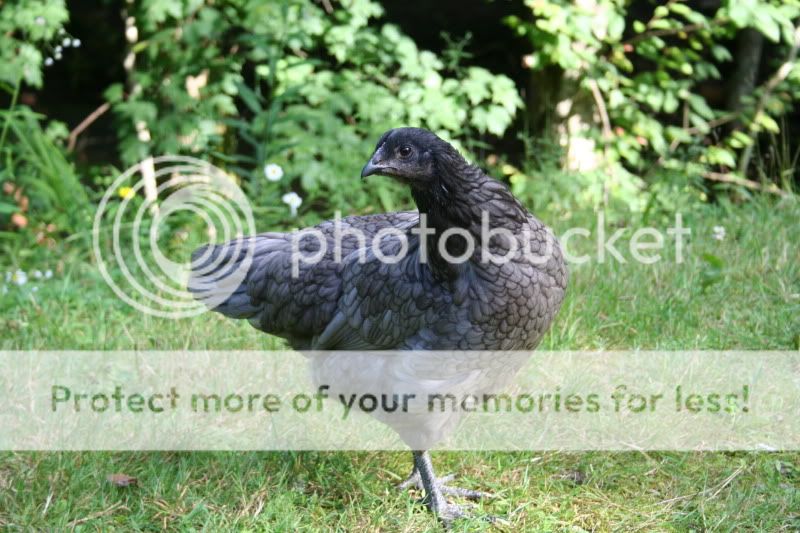 An unexpected generation of Giant Melanistic (Melanotic?) chicks ...