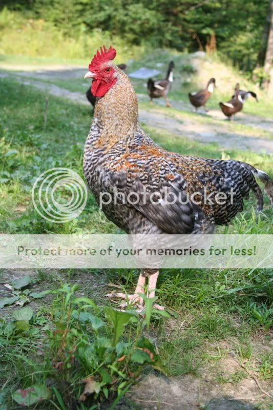 Golden Cuckoo Marans Cockerel | BackYard Chickens - Learn How to Raise ...