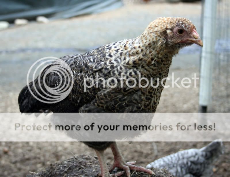 Genectics of Golden cuckoo marans | Page 2 | BackYard Chickens - Learn ...