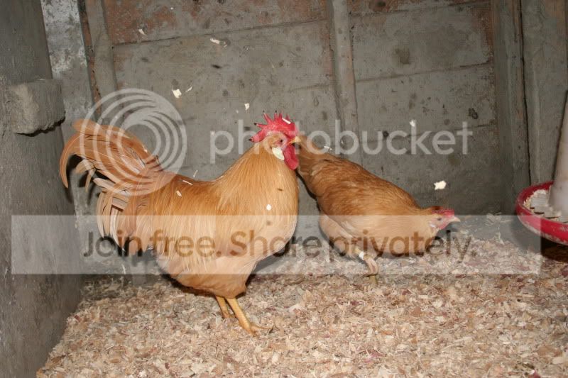 Breeding Buff Leghorns Backyard Chickens Learn How To Raise Chickens