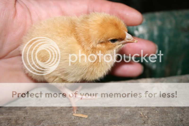 Buff Leghorns/ Minorca | BackYard Chickens - Learn How to Raise Chickens